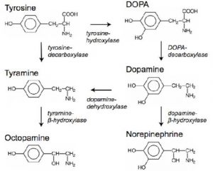 What Does Dopamine Do For The Brain? - JournalHow