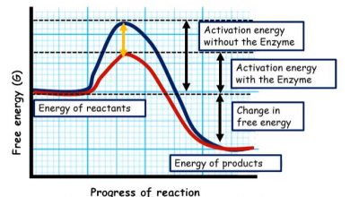 How Do Enzymes Lower Activation Energy? - JournalHow