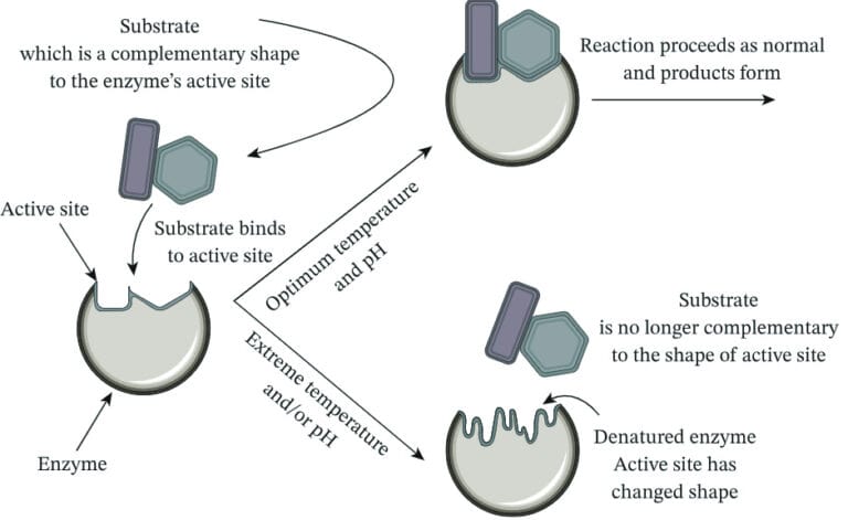How Does pH Affect Enzyme Activity? (Graph & Experiment) - JournalHow