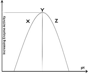 How Does pH Affect Enzyme Activity? (Graph & Experiment) - JournalHow