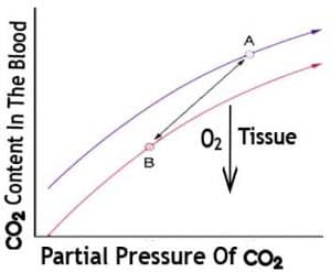 What Is Haldane Effect? (Diagram, Graph, Example) - JournalHow