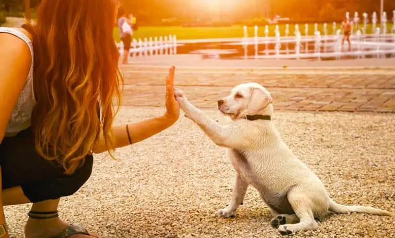 Can Animals Understand Humans JournalHow can-animals-understand-humans-journalhow