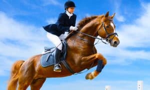 How Do Horses Run So Fast? - JournalHow