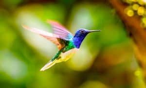 How Do Hummingbirds Fly So Fast? - JournalHow