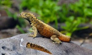 How Do Lizards Regrow Their Tails? - JournalHow