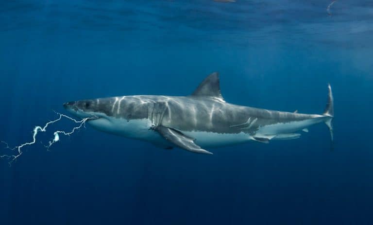 How Do Sharks Use Electricity? - Camouflage - JournalHow
