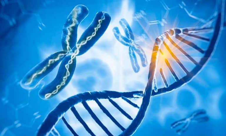 How Does New Genetic Information Evolve? - JournalHow