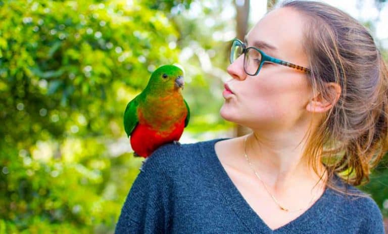 How Can Parrots Talk? (Facts/Experiment) - JournalHow