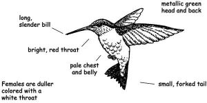 How Do Hummingbirds Fly So Fast? - JournalHow