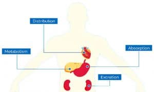 How Does Medicine Work In The Body? - JournalHow