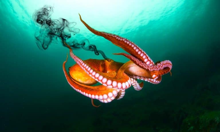 Why Do Octopus Squirt Ink? - JournalHow