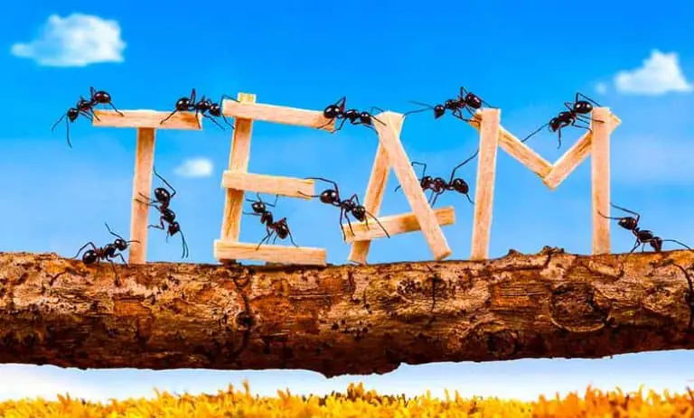 Why Do Animals Swarm? (Swarm Intelligence) - JournalHow