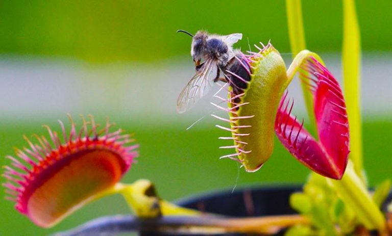 How Did Plants Become Carnivorous? - JournalHow