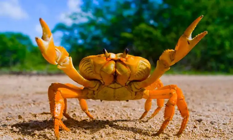 Why Do Things Keep Evolving Into Crabs? - JournalHow