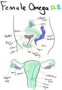 Omegaverse Explained: Alpha, Beta, Omega - JournalHow