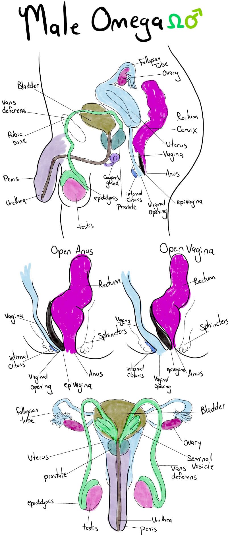 Omegaverse Explained: Alpha, Beta, Omega - JournalHow